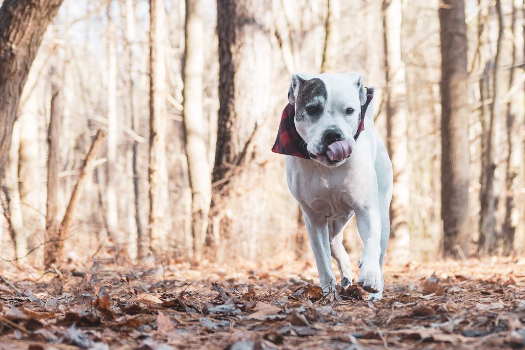 Fall Dog Photoshoot: your Ultimate Guide! | Top Raleigh Pet ...