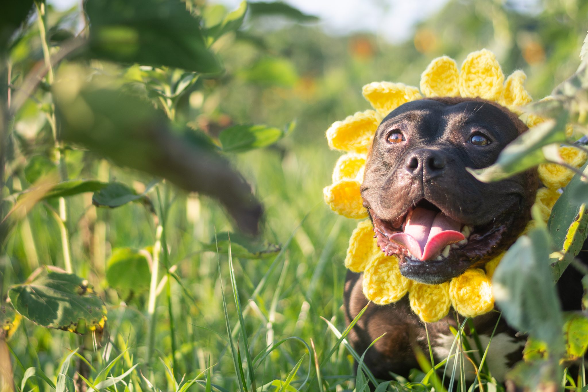 10 Tips for a Sunflower Photo Shoot with your Dog - Top Raleigh Pet ...