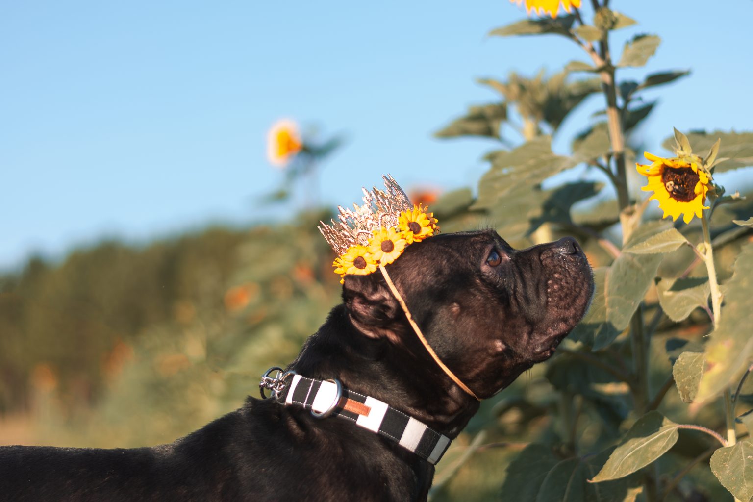 Fall Dog Photoshoot: your Ultimate Guide! | Top Raleigh Pet ...