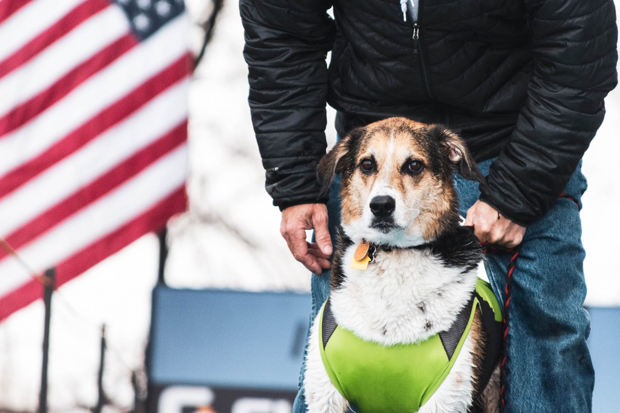 Introduction to Dock Diving - Top Raleigh Pet Photographer- Paws Fur ...