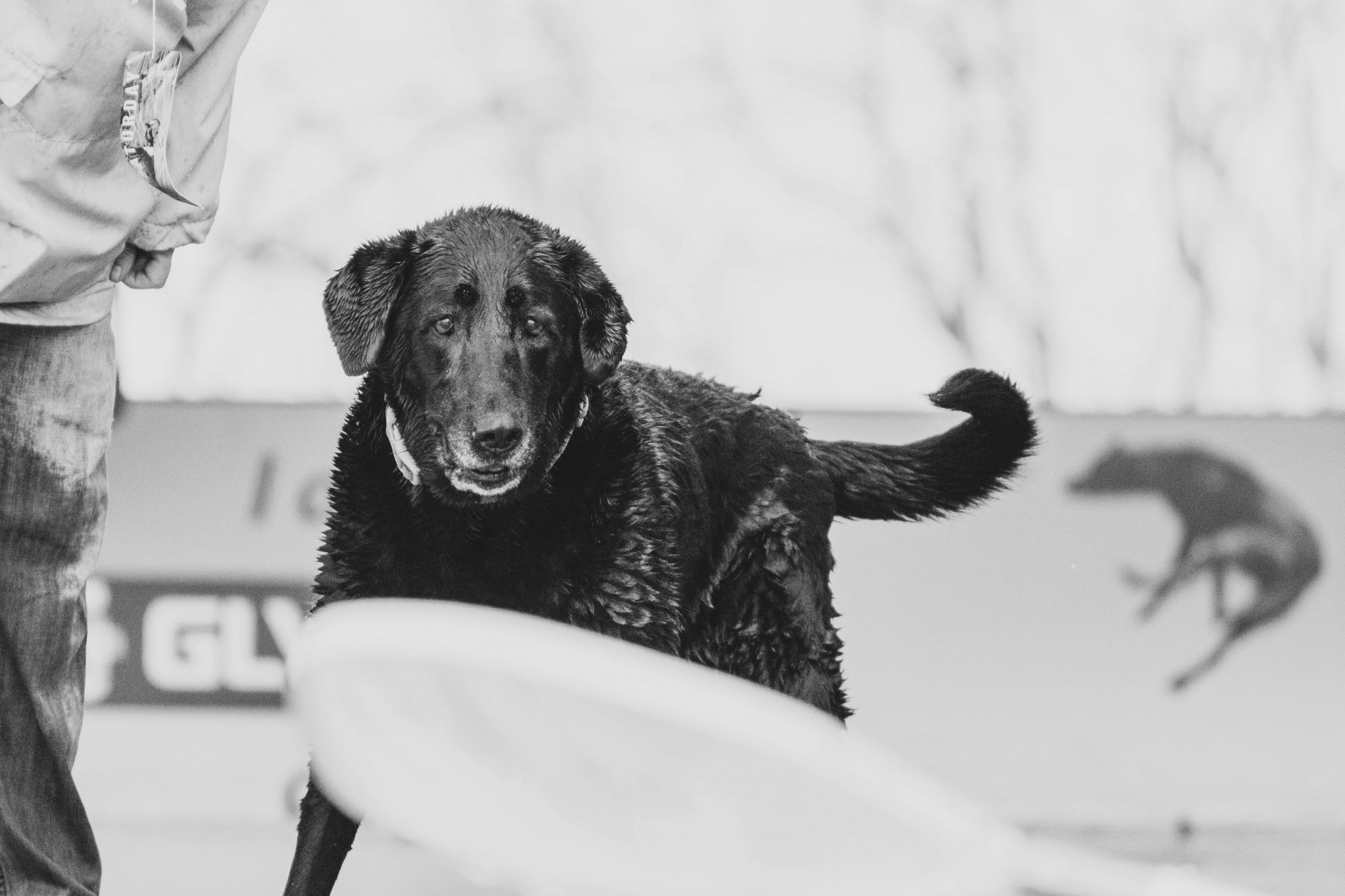 Introduction to Dock Diving - Top Raleigh Pet Photographer- Paws Fur ...