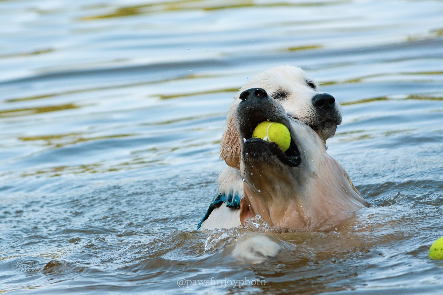 Funny Dog Photos - Top Raleigh Pet Photographer- Paws Fur Joy Photography
