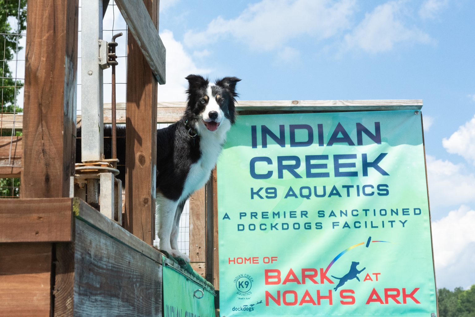 Carolina Dock Dogs - Top Raleigh Pet Photographer- Paws Fur Joy Photography