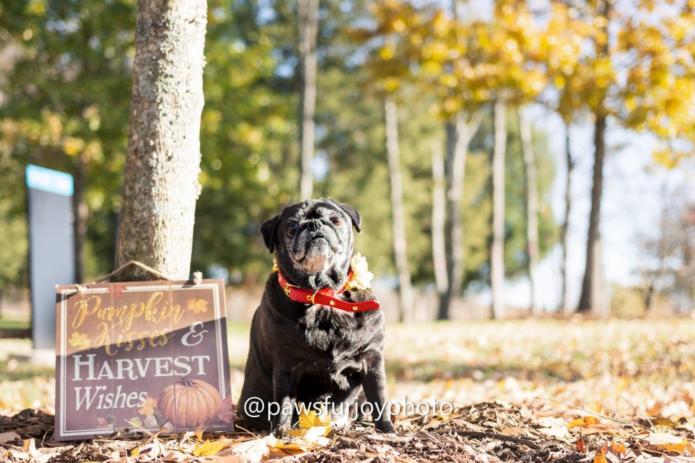 Fall Dog Photoshoot: your Ultimate Guide! - Paws Fur Joy Photo