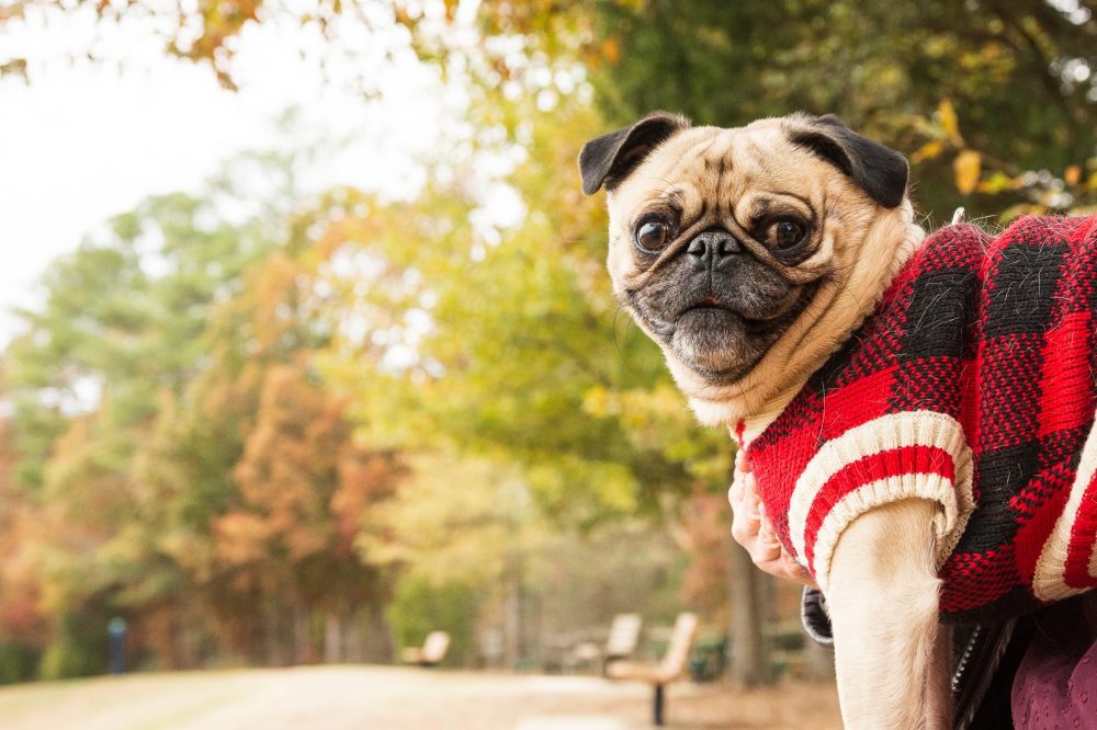 Fall Dog Photoshoot: your Ultimate Guide! - Paws Fur Joy Photo