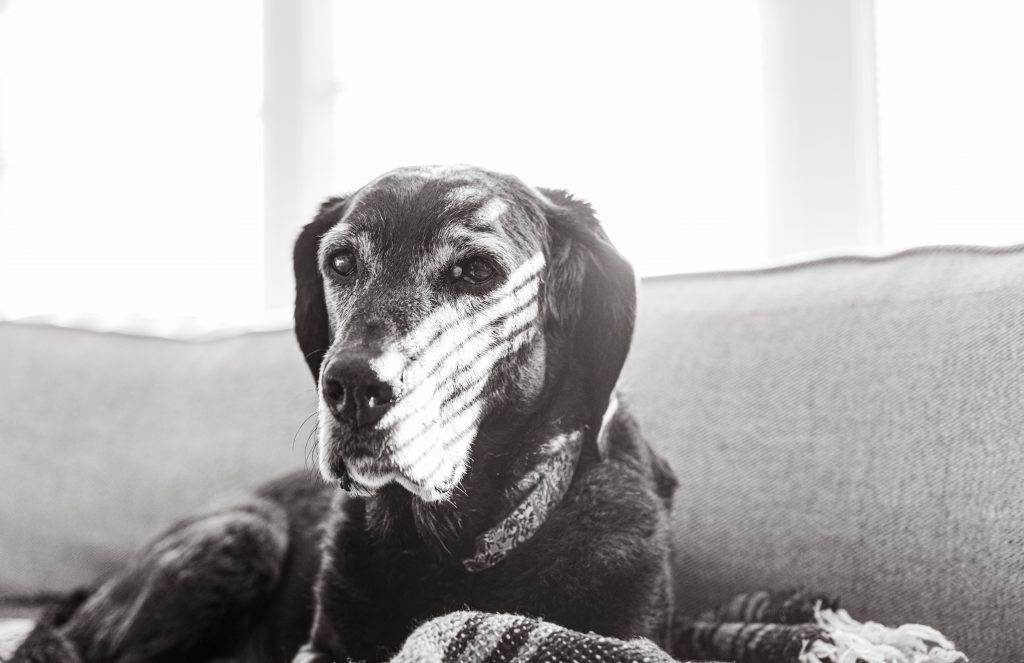 In-Home Pet Portrait Session Raleigh, NC - Paws Fur Joy Photography