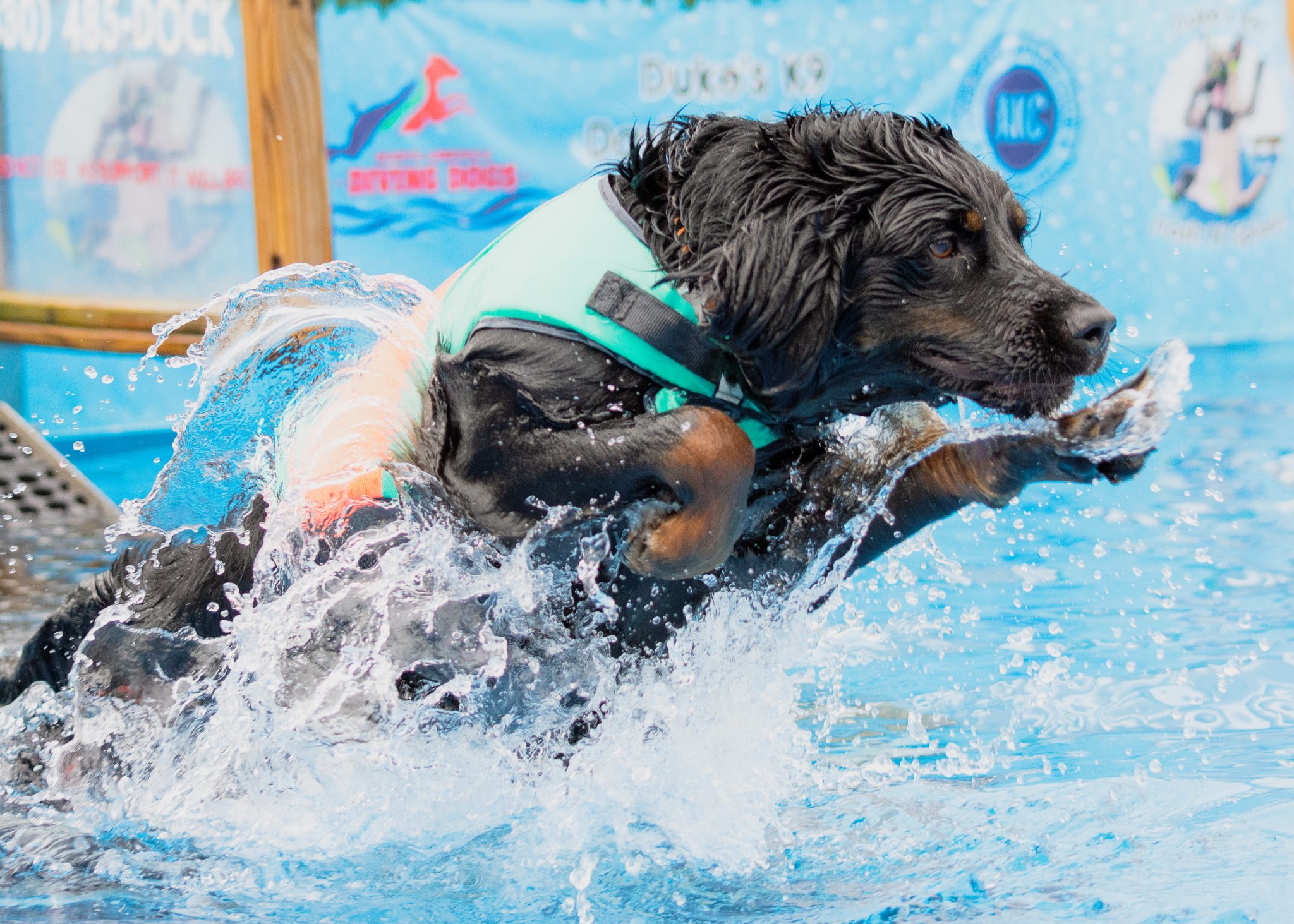 Dog Friendly Swim Spots in Raleigh - Top Raleigh Pet Photographer- Paws ...